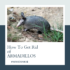 Complete Guide How To Get Rid Of Armadillos - wikiJunkie - How to do anything