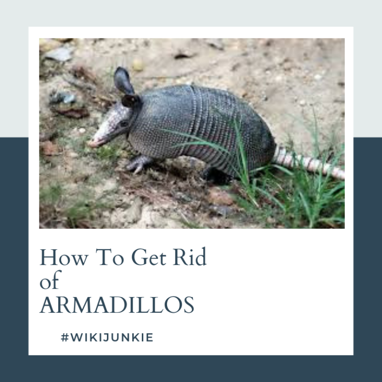 Complete Guide How To Get Rid Of Armadillos - wikiJunkie - How to do anything