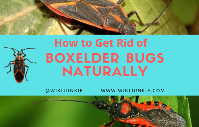 How to Get Rid of Boxelder Bugs Naturally - wikiJunkie