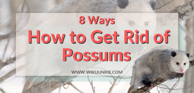 8 Ways How to Get Rid of Possums - wikiJunkie